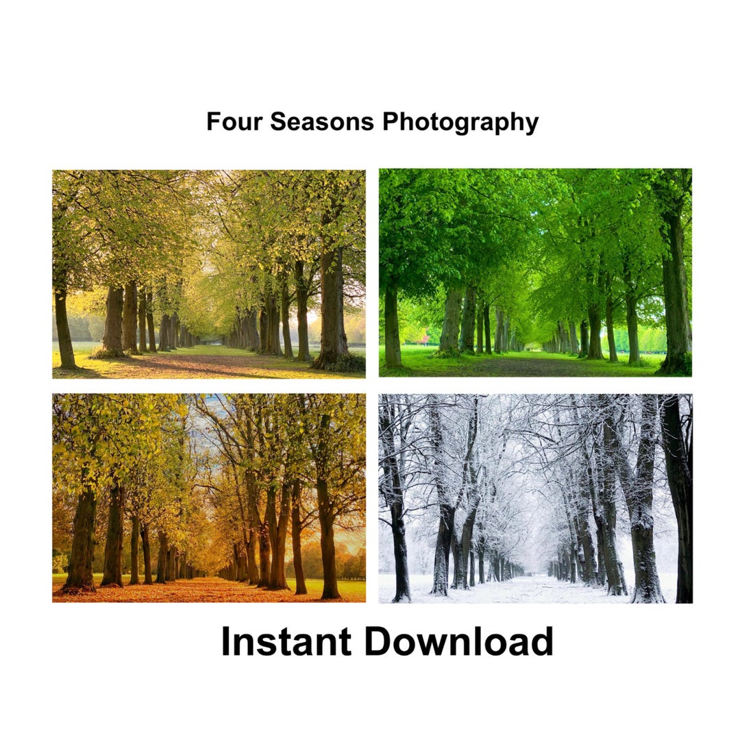 4 Seasons Digital Wall Art Set INSTANT DOWNLOAD, Tree Lined Avenue ...