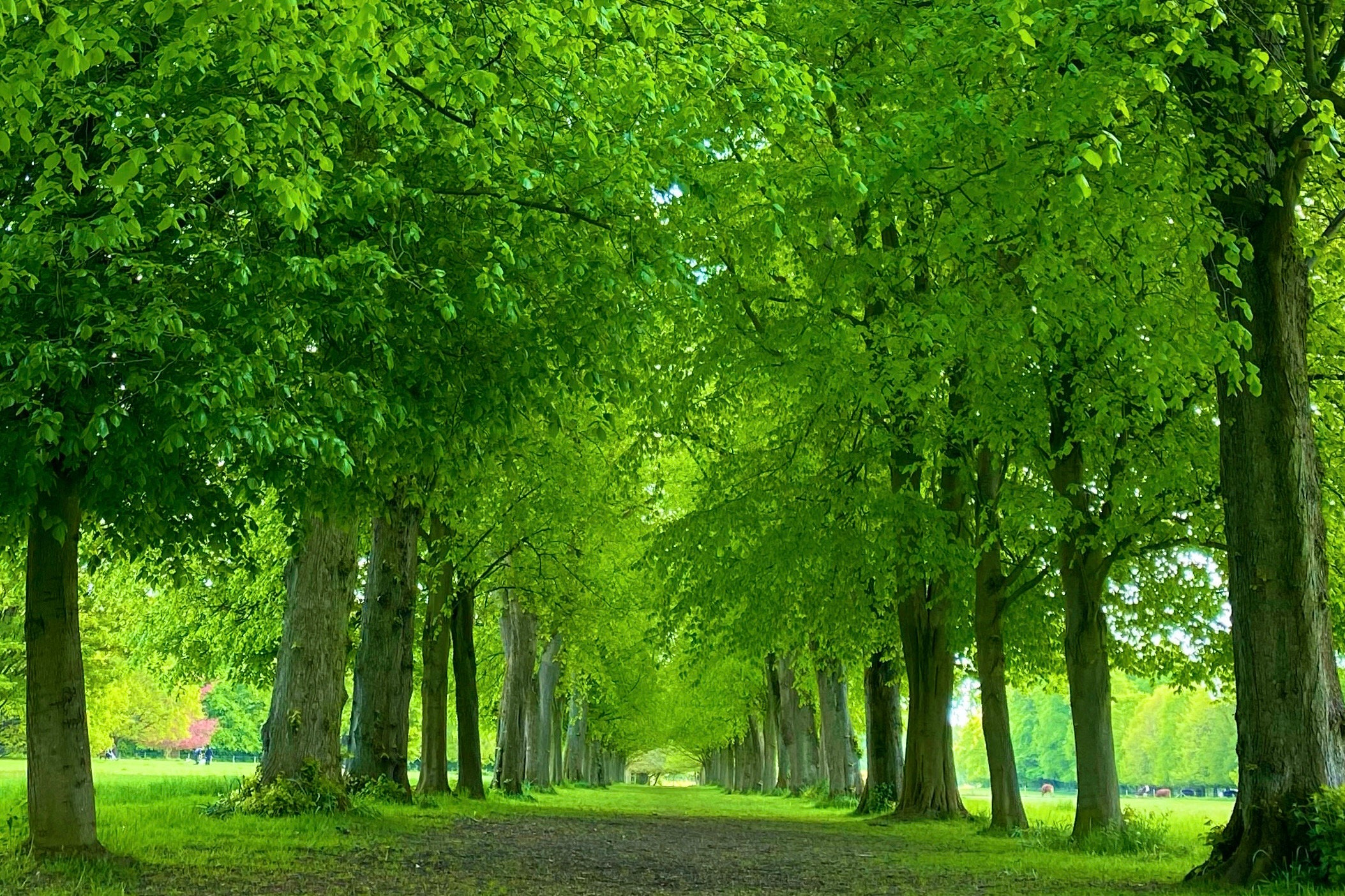 4 Seasons, INSTANT DOWNLOAD, Tree Lined Avenue, Four Seasons Trees ...