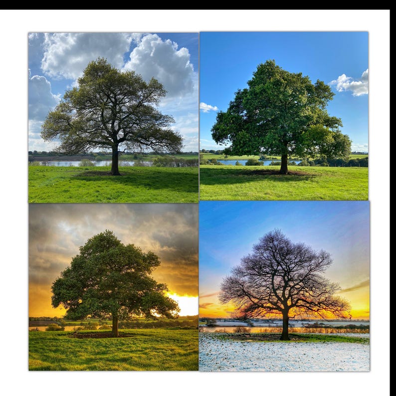 Single Oak Tree 4 Photo Set Four Seasons Lone Tree Photo Prints Wall ...