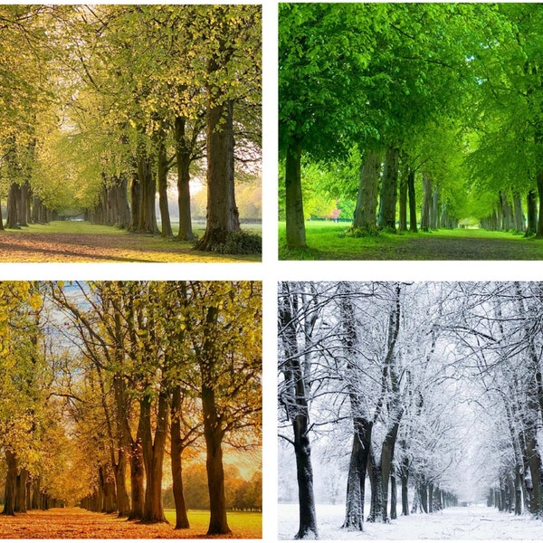 Four Season Tree - Etsy