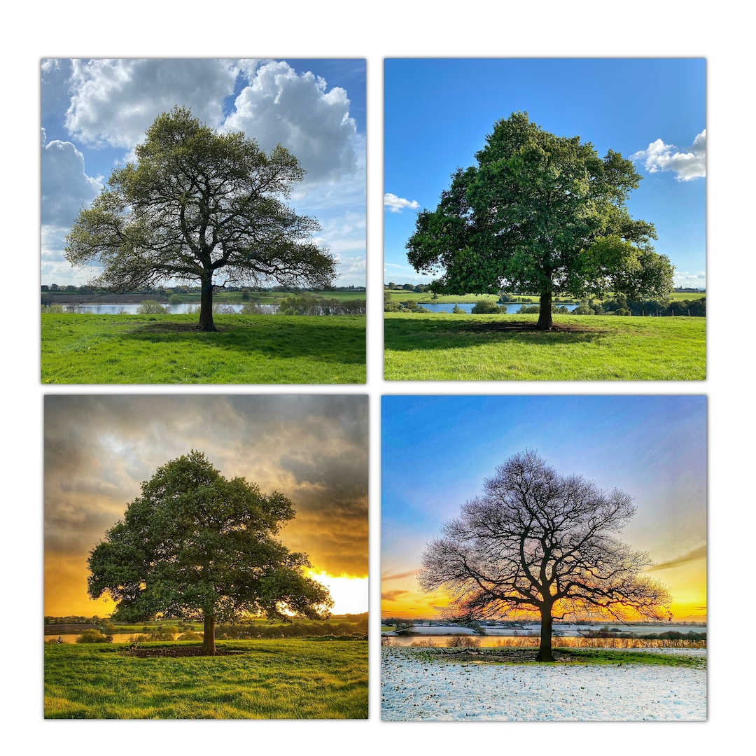 4 Seasons Tree Wall Art Set | Instant Download | Majestic Oak Tree in ...