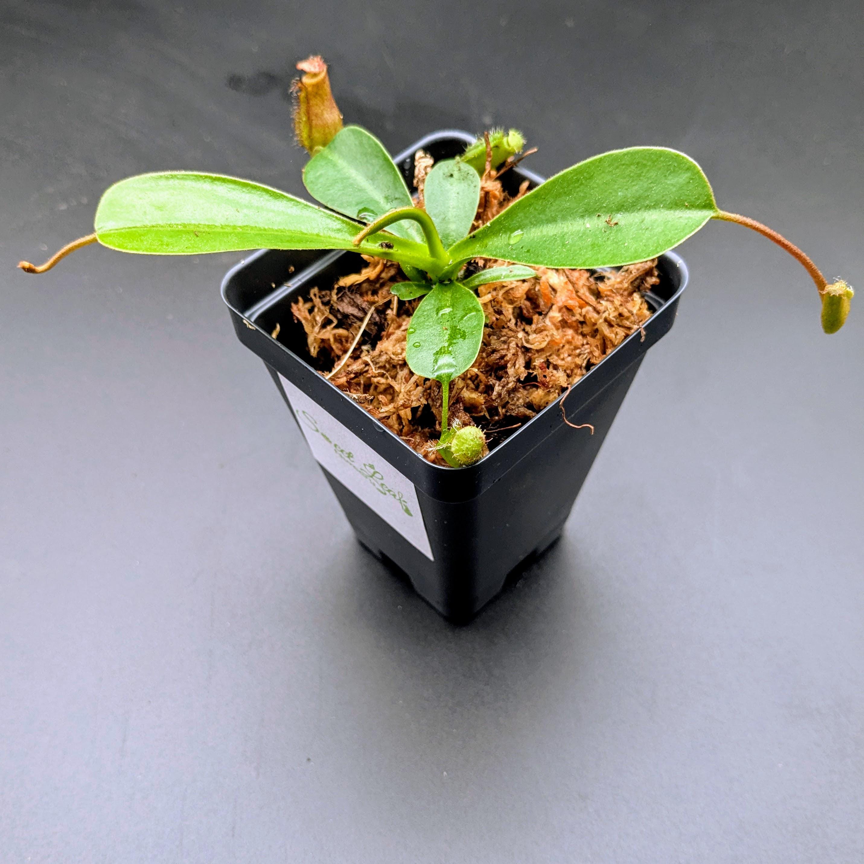 Small Size N. Briggsiana - Carnivorous Bug Eating Pitcher Plants - Live ...