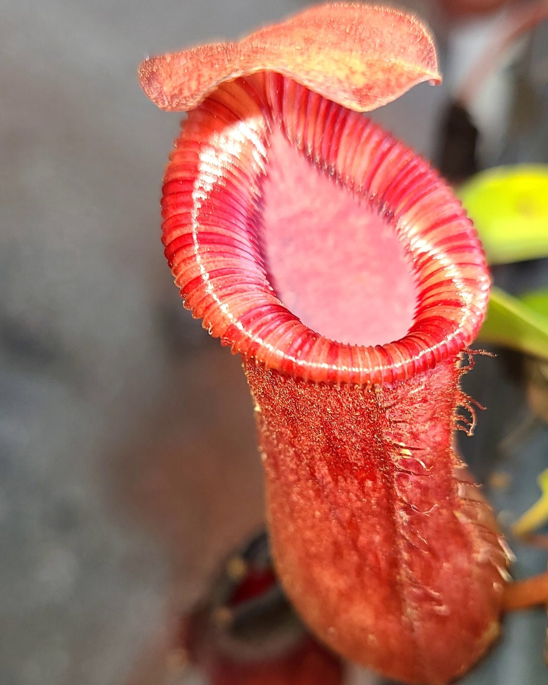 Small Size N. Briggsiana Carnivorous Bug Eating Pitcher Plants Live ...