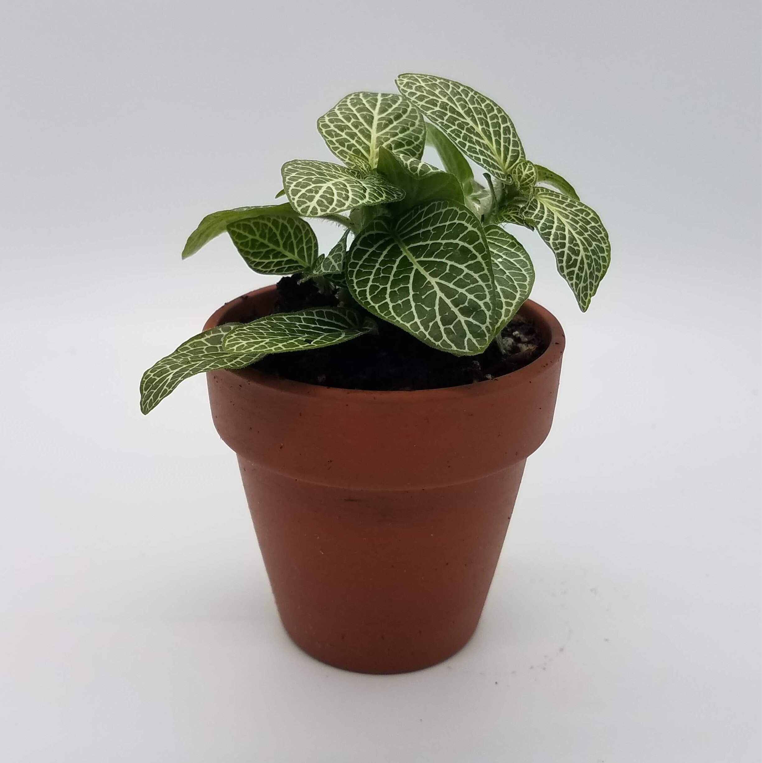 Terrarium Supplies NOT a cutting Live POTTED plant NOT bare root Nerve ...