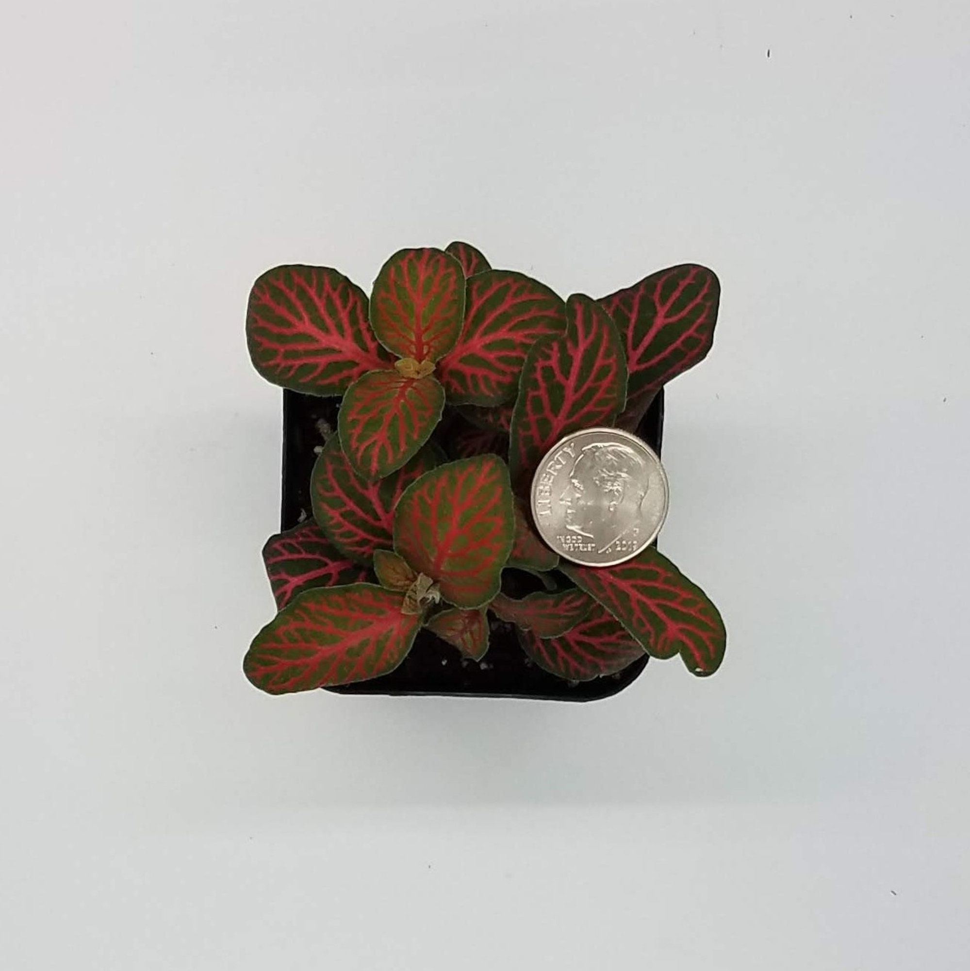 Mini Red Fittonia Albivenis Verschaffeltii Nerve Plant - Etsy