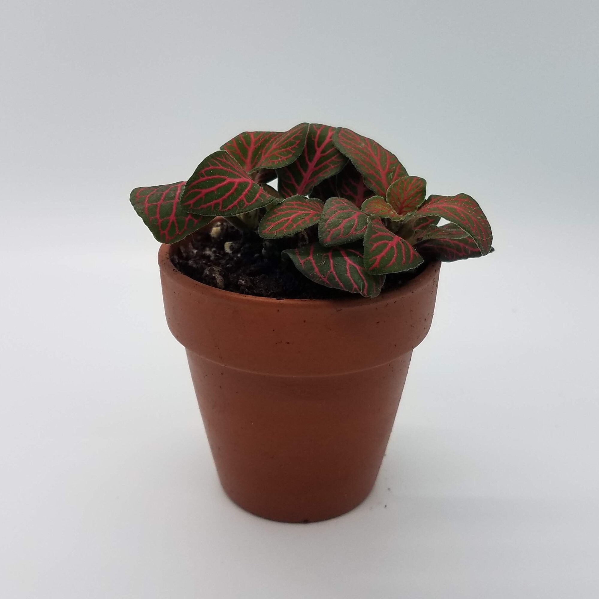 Mini Red Fittonia Albivenis Verschaffeltii Nerve Plant - Etsy