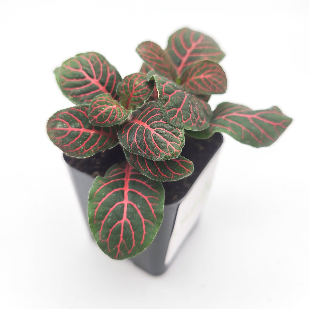 Mini Red Fittonia Albivenis Verschaffeltii Nerve Plant Mosaic Plant ...