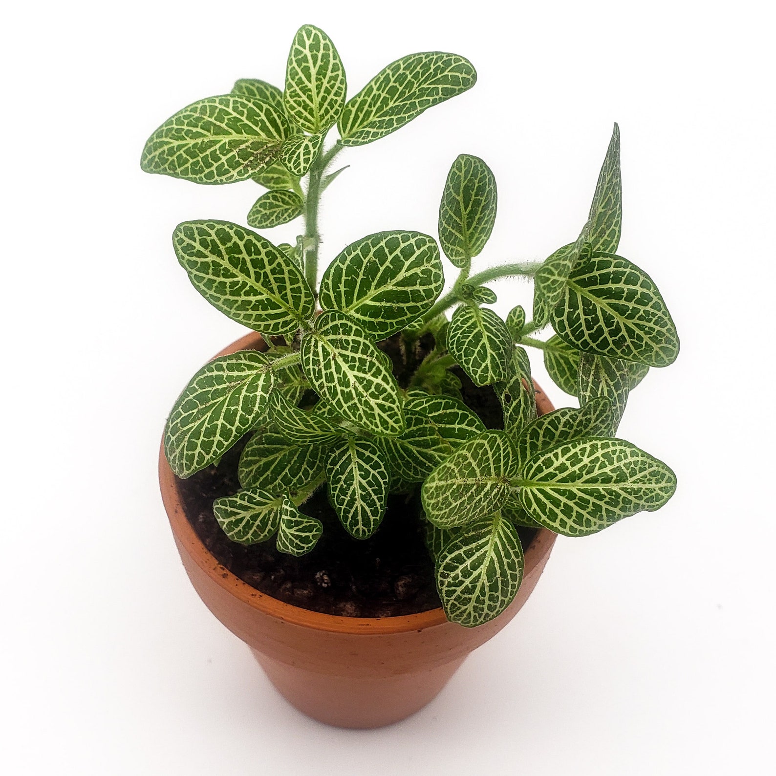 Mini White Fittonia albivenis verschaffeltii Nerve Plant | Etsy