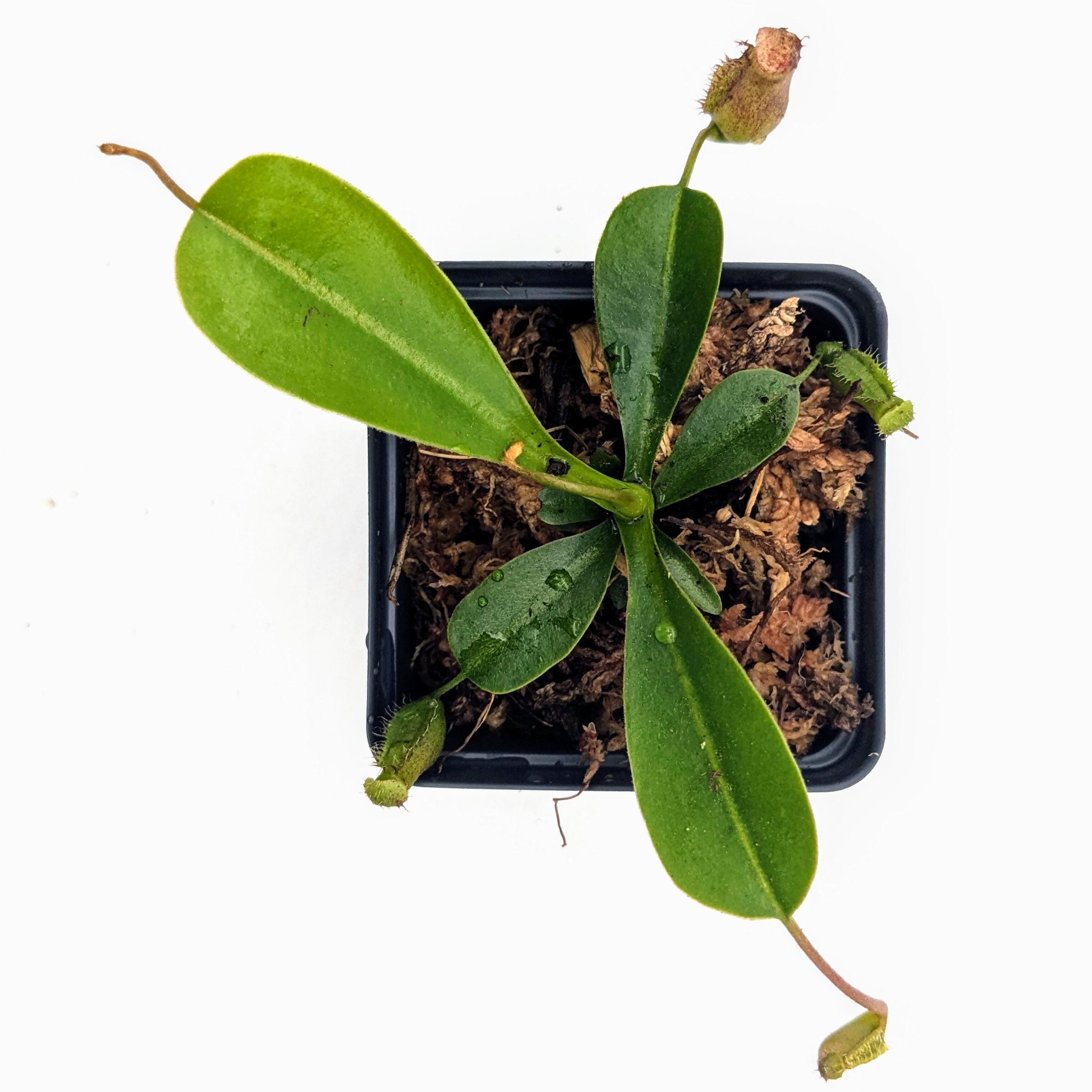 Small Size N. Briggsiana - Carnivorous Bug Eating Pitcher Plants - Live ...