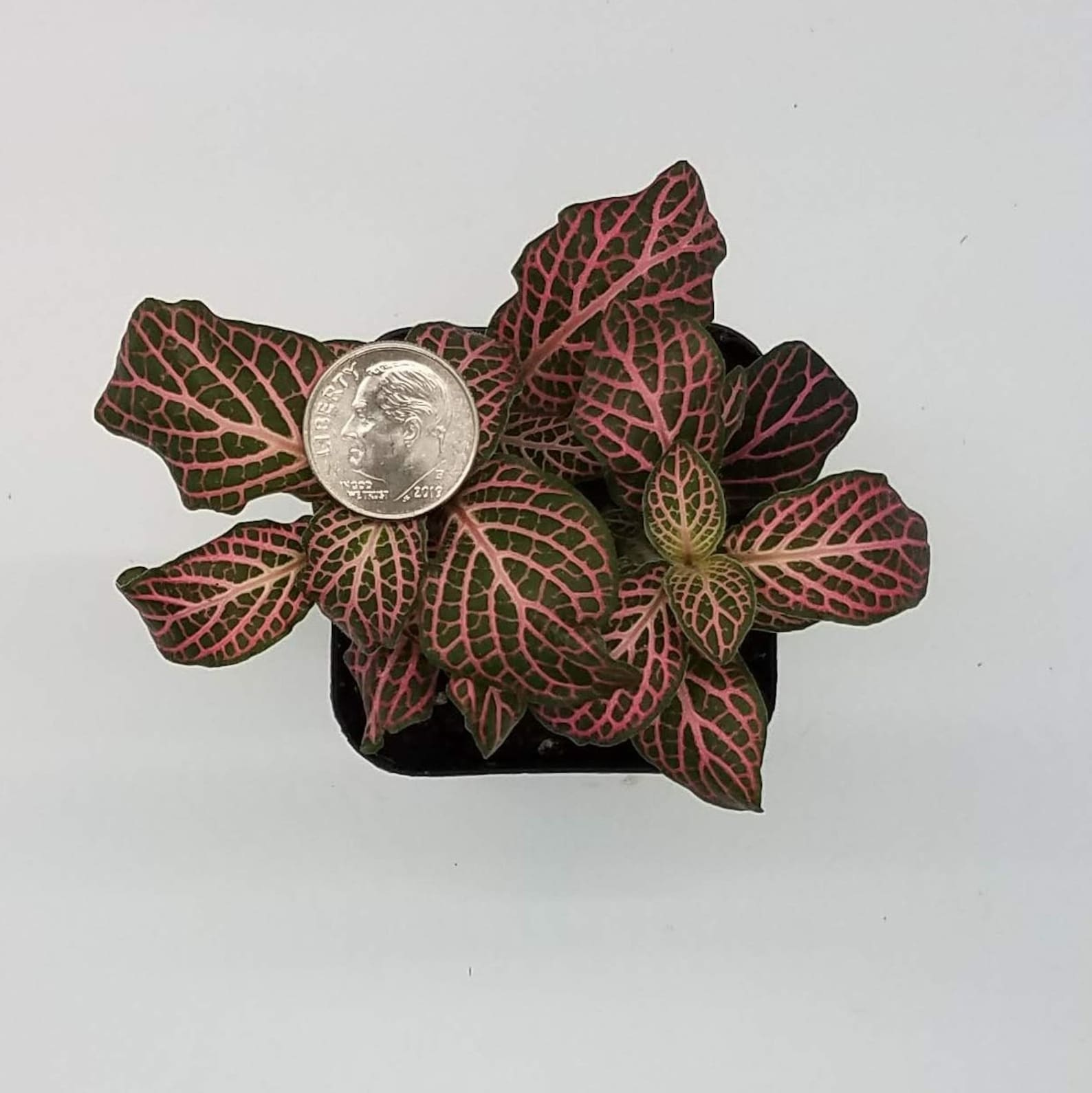 Mini Pink Fittonia Albivenis Verschaffeltii Nerve Plant - Etsy