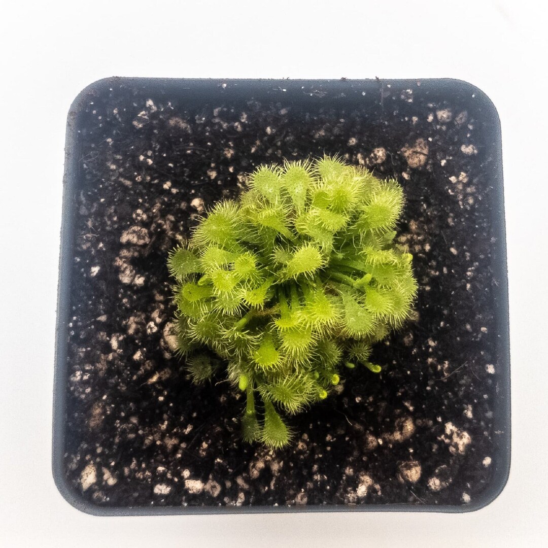 D. Spatulata - Sundew - Spoon-leaved Sundew - Fully Rooted POTTED Plant ...