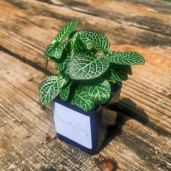 Mini Pothos Plant - Etsy