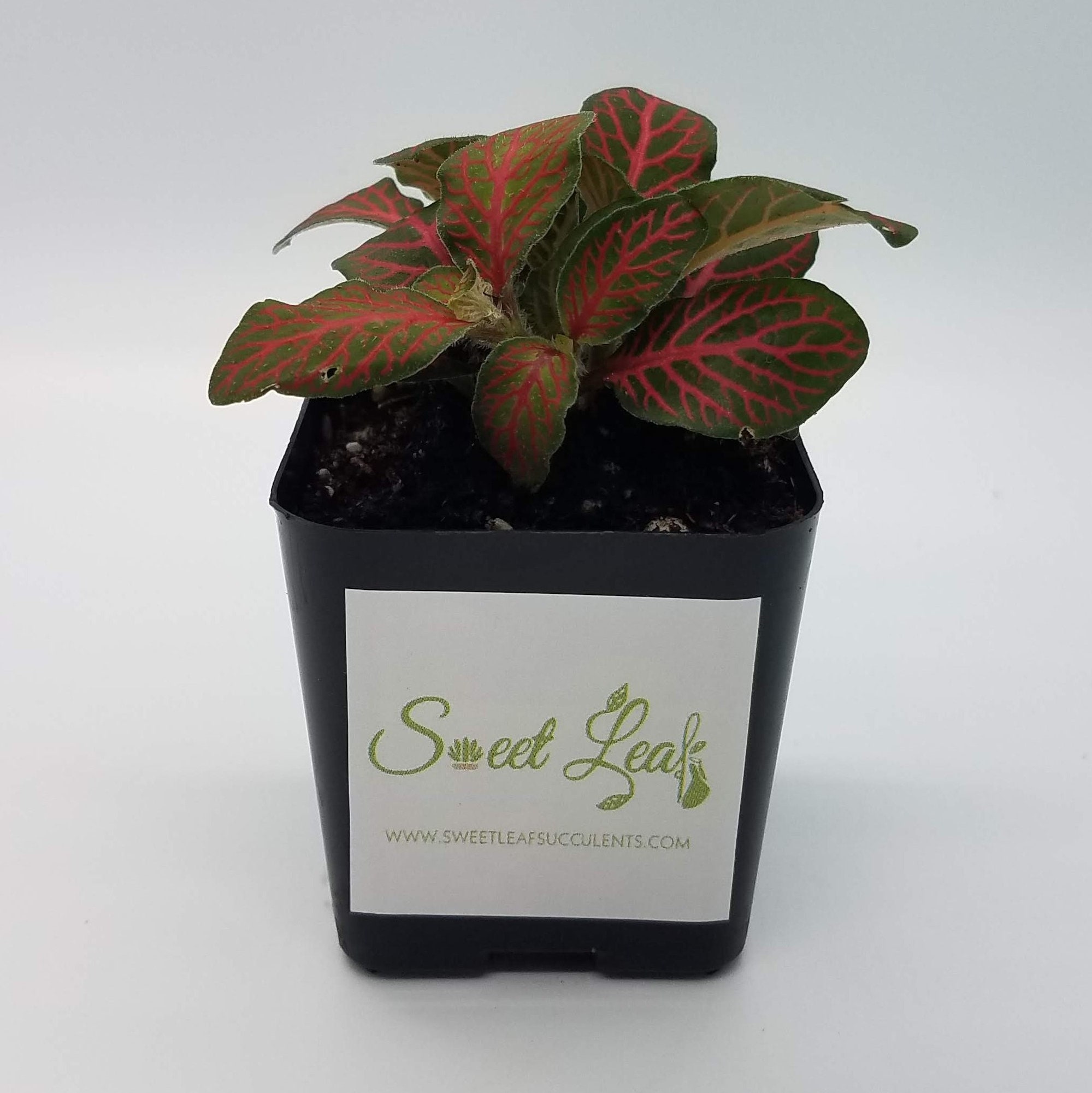 Mini Red Fittonia Albivenis Verschaffeltii Nerve Plant - Etsy
