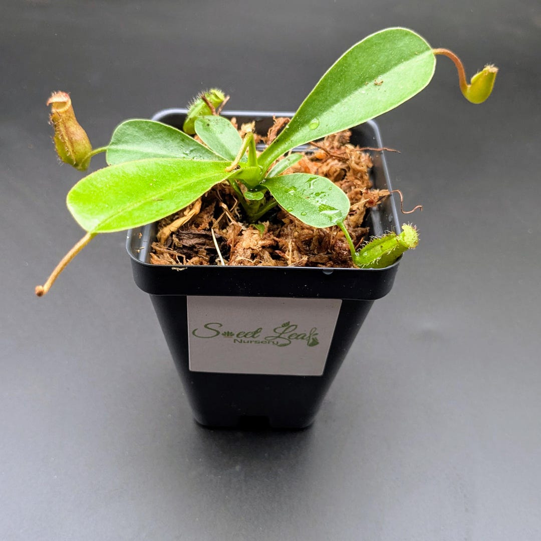 Small Size N. Briggsiana - Carnivorous Bug Eating Pitcher Plants - Live ...