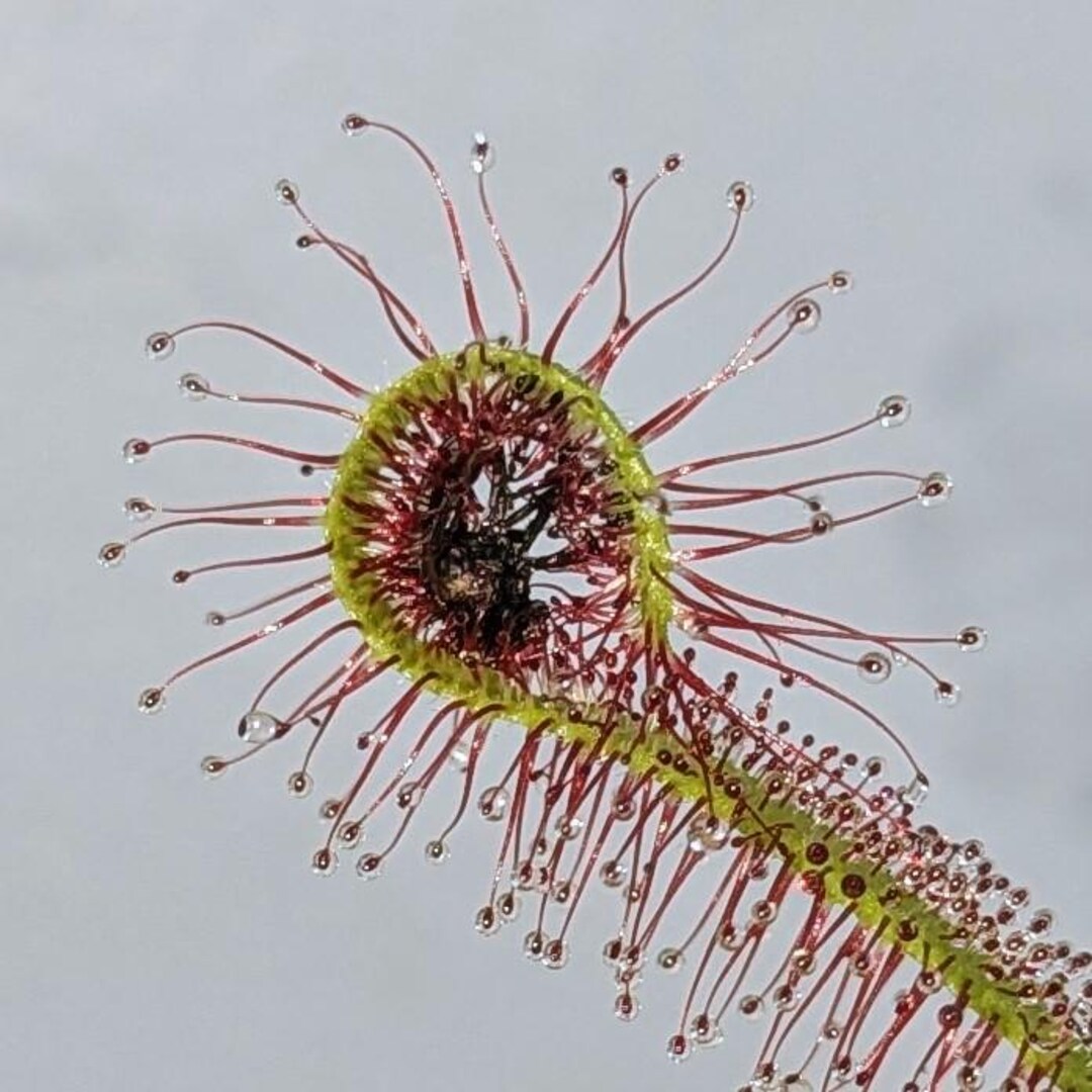 Cape Sundew - Fully Rooted POTTED Plant - Not Bare Root - Etsy