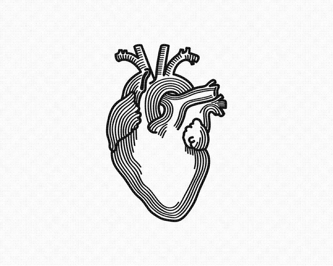 Corazón anatómico svg, eps, png, dxf, clipart para cricut y silueta ...