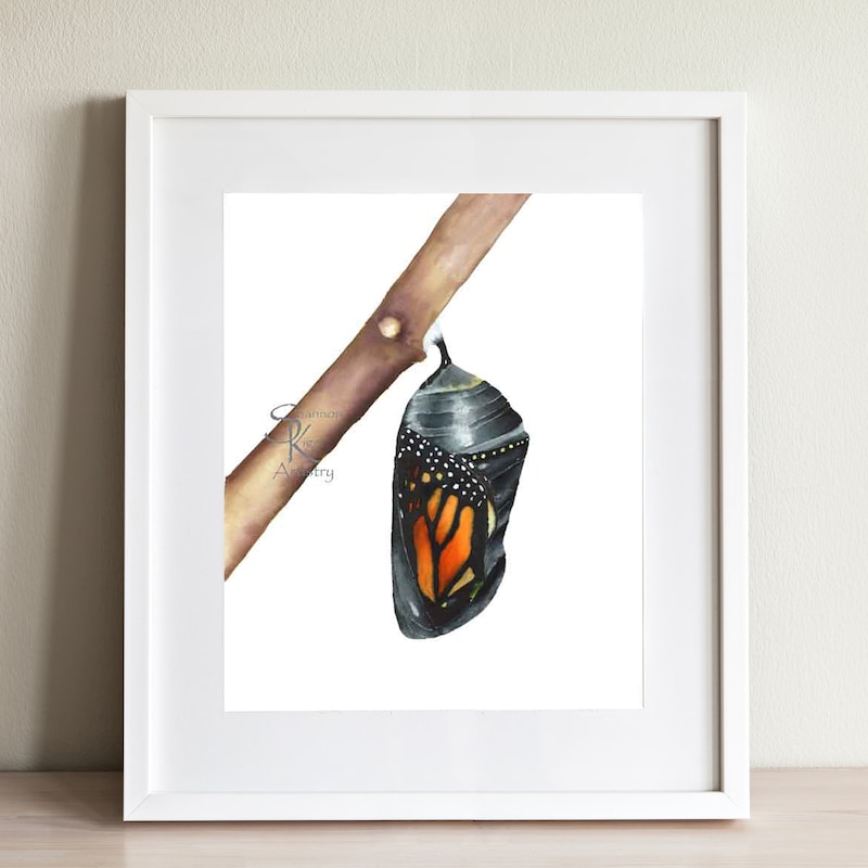 Live Butterfly Cocoons - Etsy