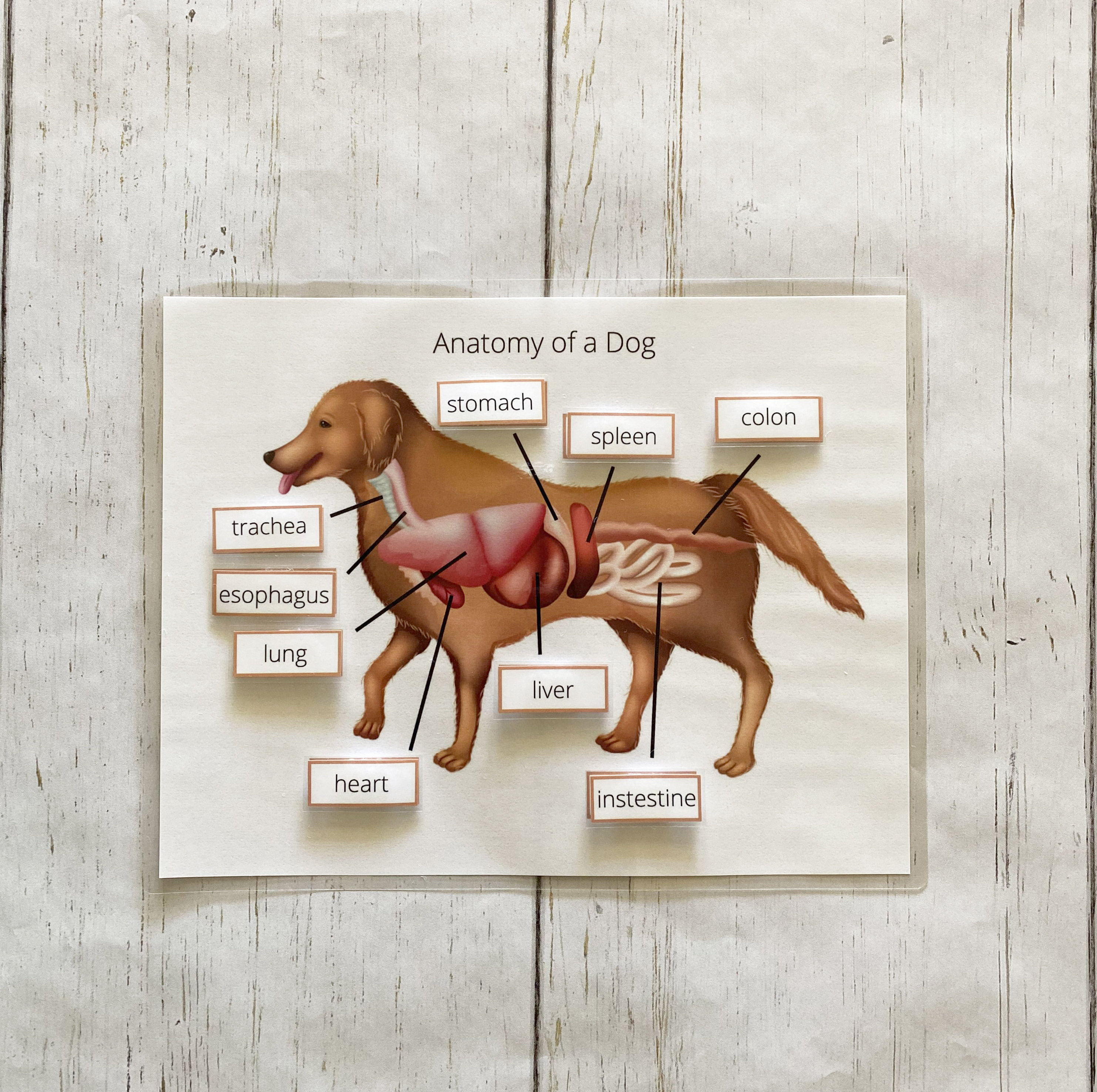 Dog Anatomy Pretend Play Veterinarian Educational Science Word Matching ...