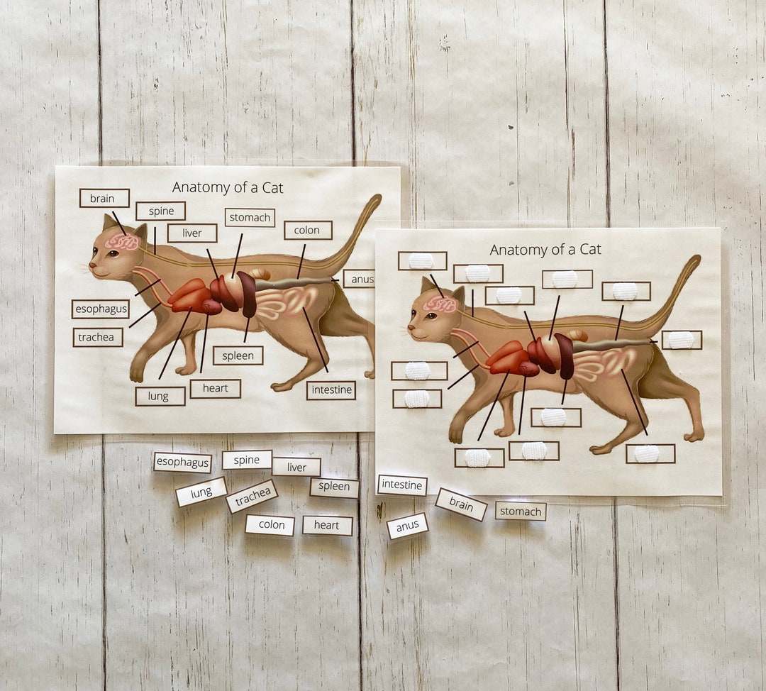 Cat Anatomy Pretend Play Veterinarian Educational Science Word Matching ...
