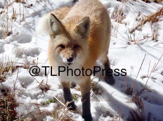 Red Fox Colorado Framed Photography Print Home Decor | Etsy