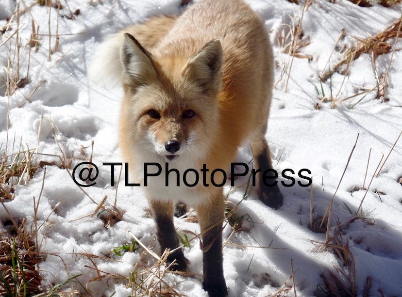 Red Fox Colorado Framed Photography Print Home Decor Photography - Etsy