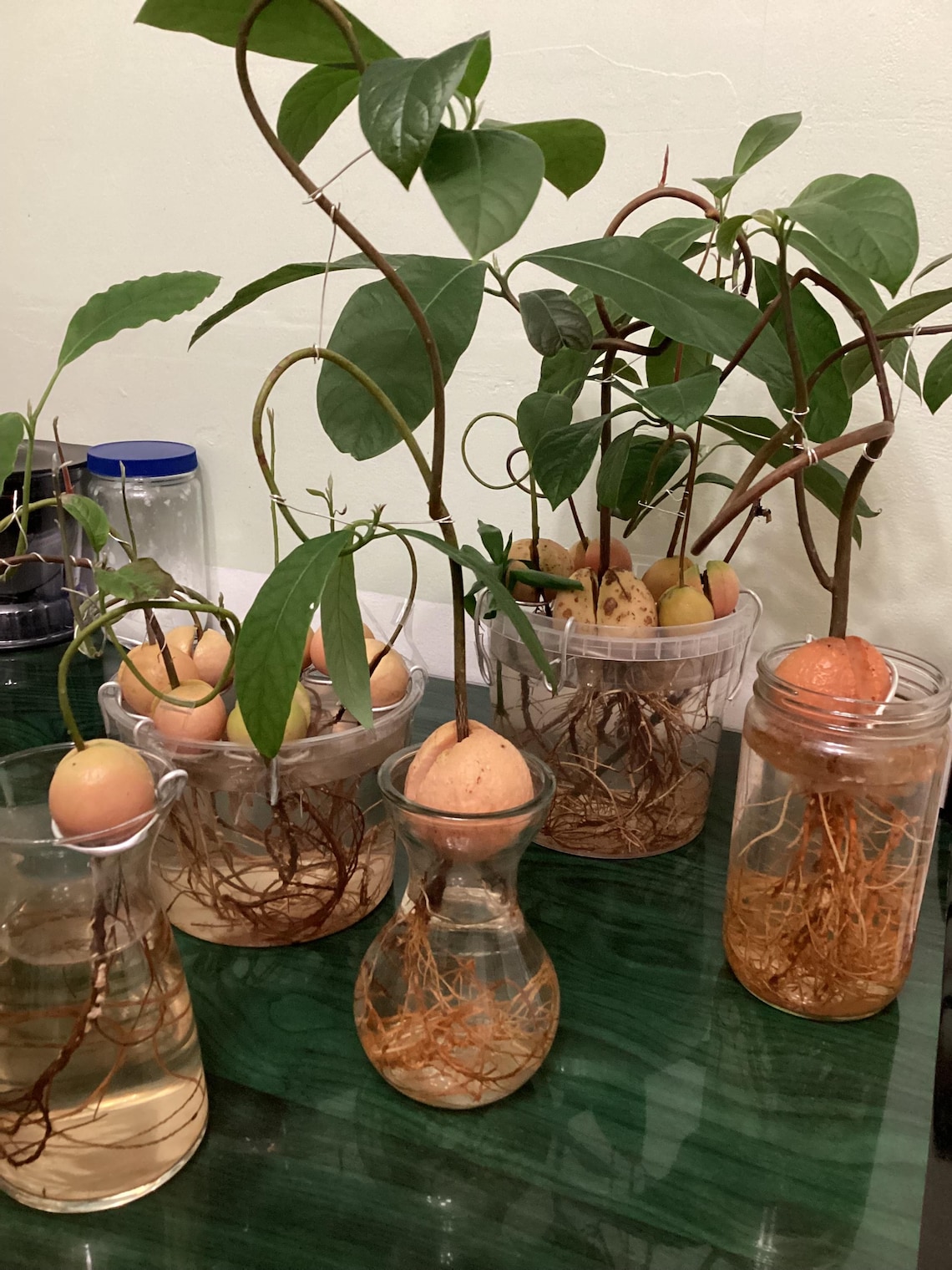 Avocado Bonsai Plant - Hydroponic Live Plant - 10 Months Old Lived in ...