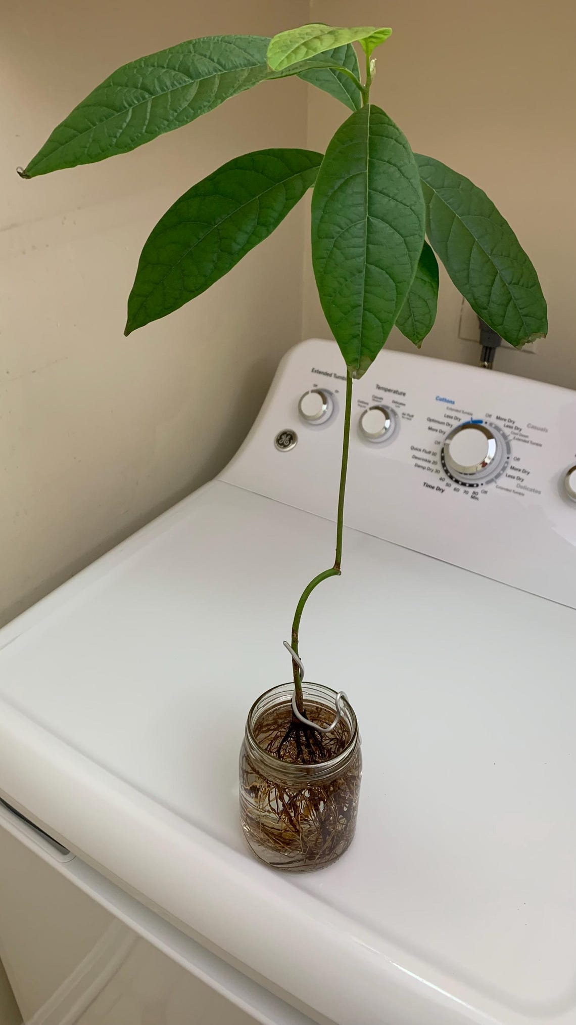 Avocado Bonsai Plant - Hydroponic Live Plant - 10 Months Old Lived in ...