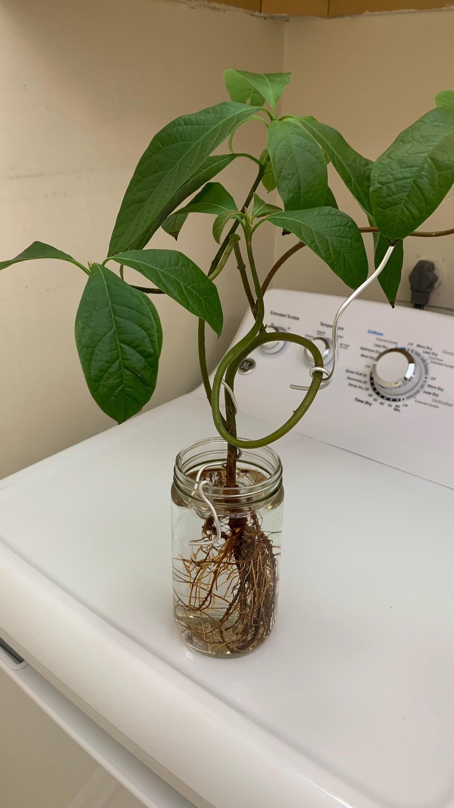 Avocado Bonsai Plant - Hydroponic Live Plant - 10 Months Old Lived in ...