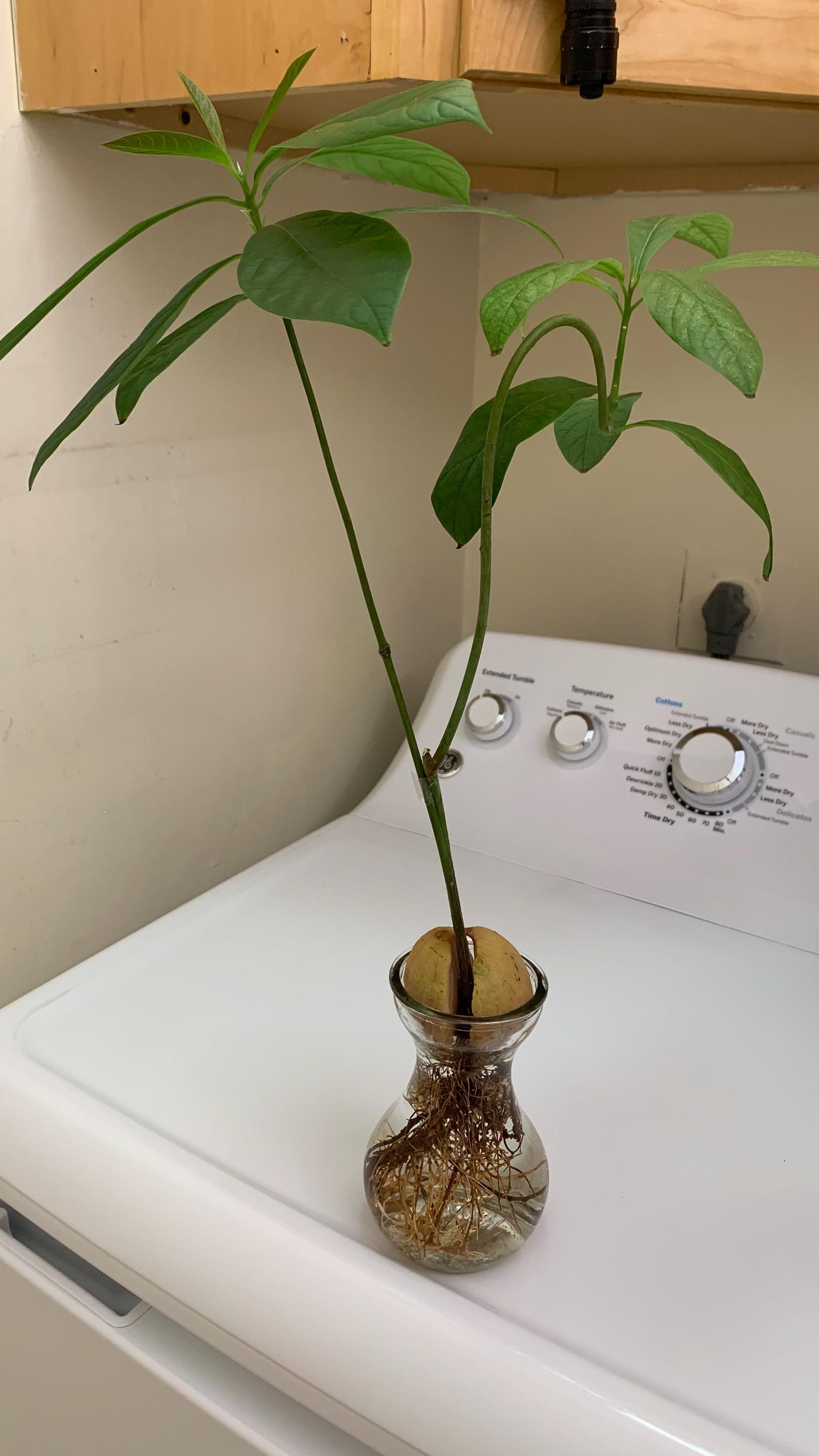Avocado Bonsai Plant - Hydroponic Live Plant - 10 Months Old Lived in ...