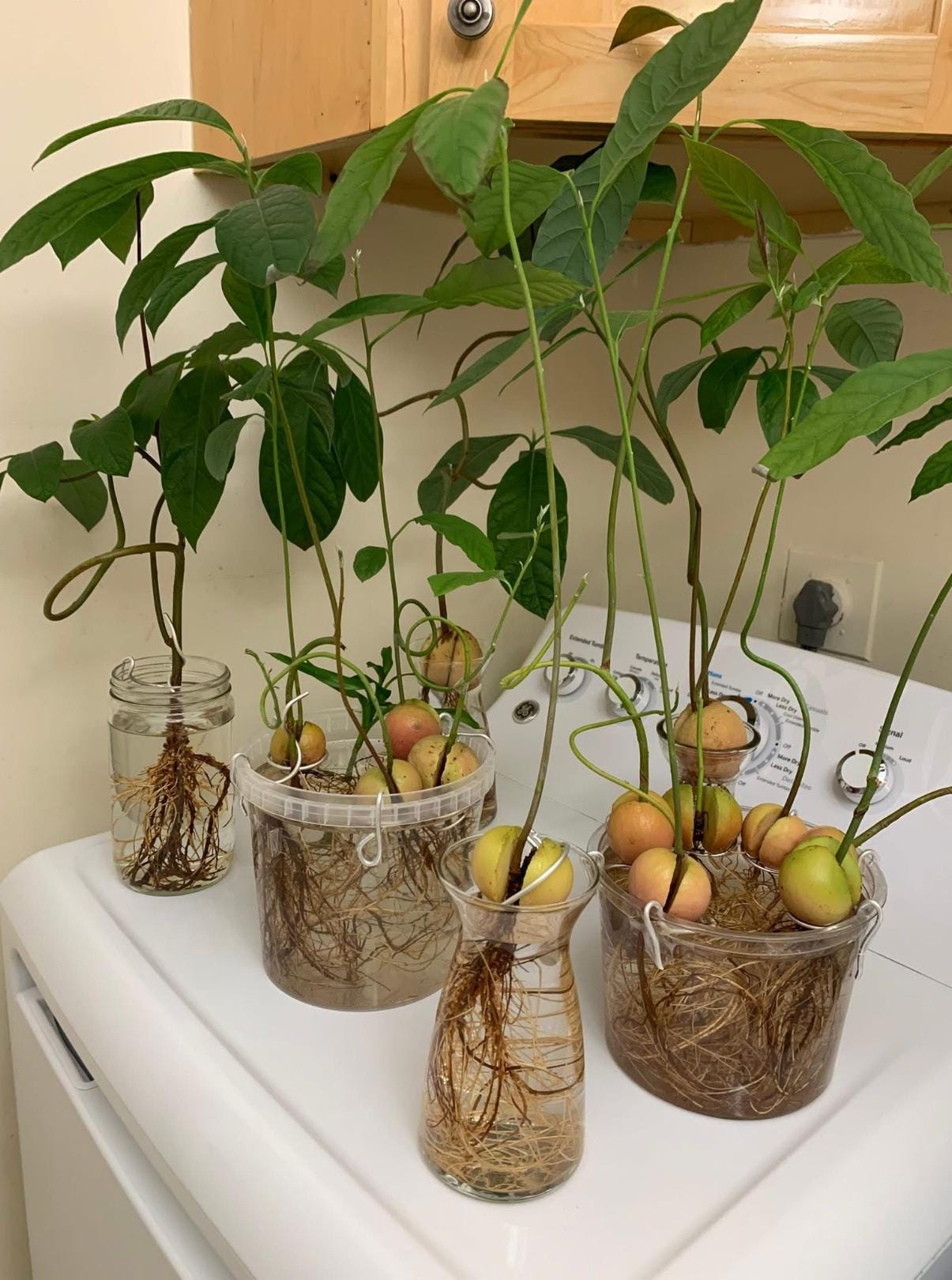 Avocado Bonsai Plant - Hydroponic Live Plant - 10 Months Old Lived in ...