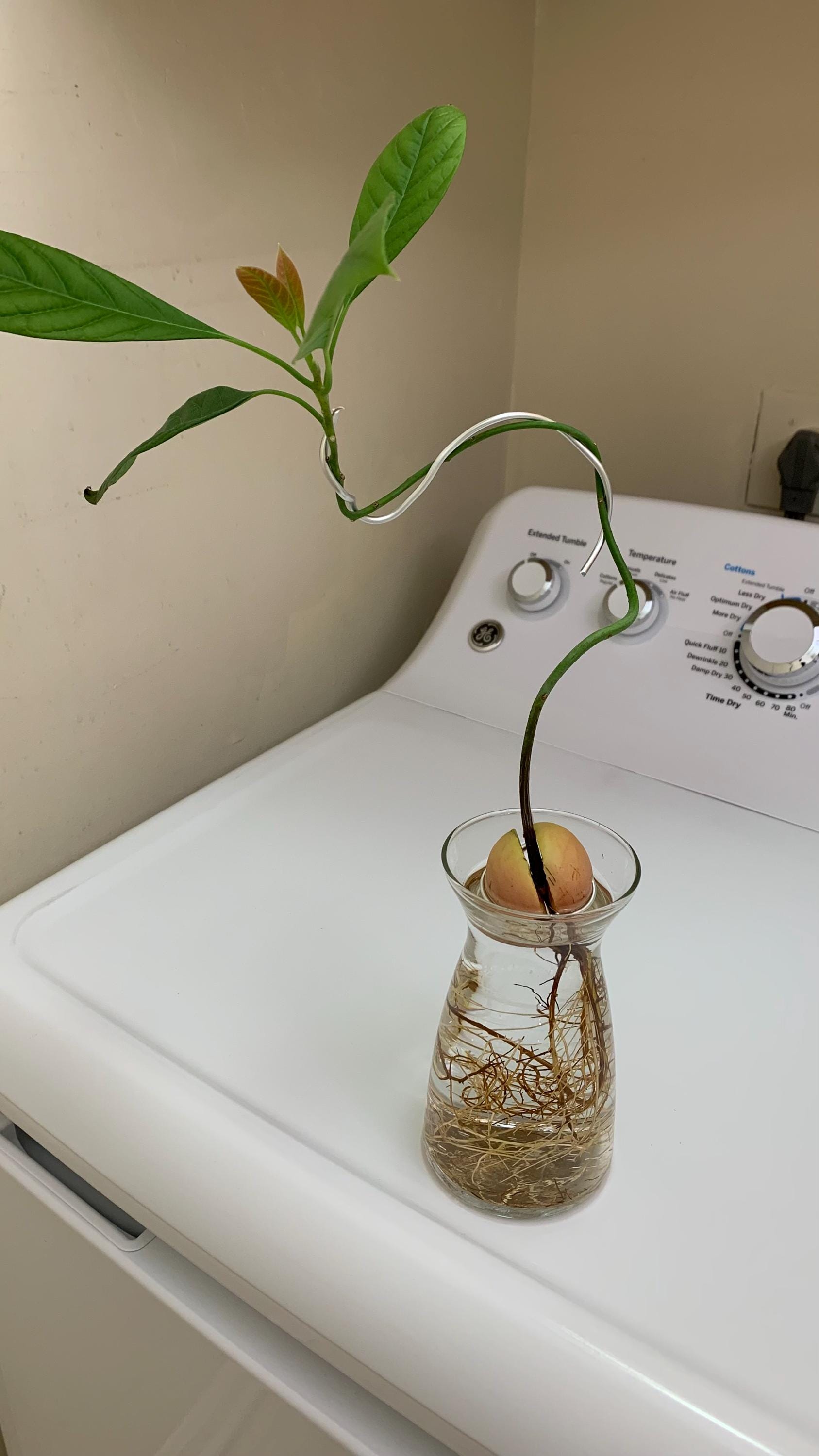 Avocado Bonsai Plant - Hydroponic Live Plant - 10 Months Old Lived in ...
