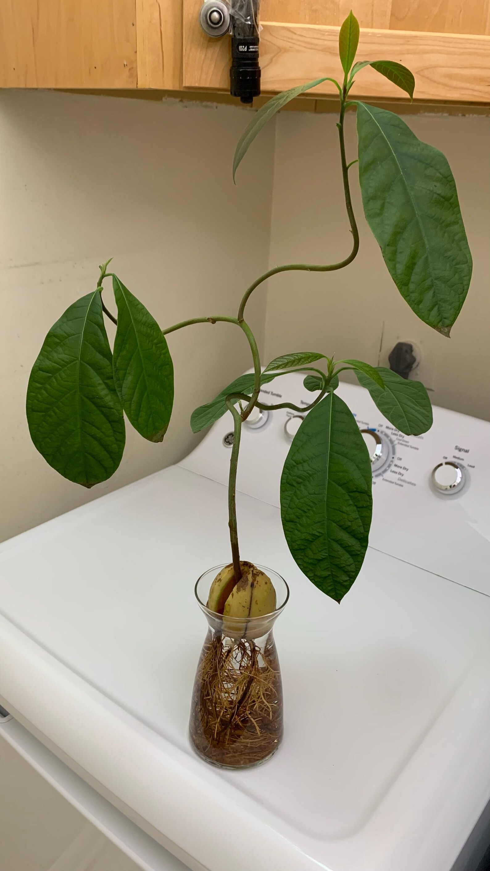 Avocado Bonsai Plant - Hydroponic Live Plant - 10 Months Old Lived in ...