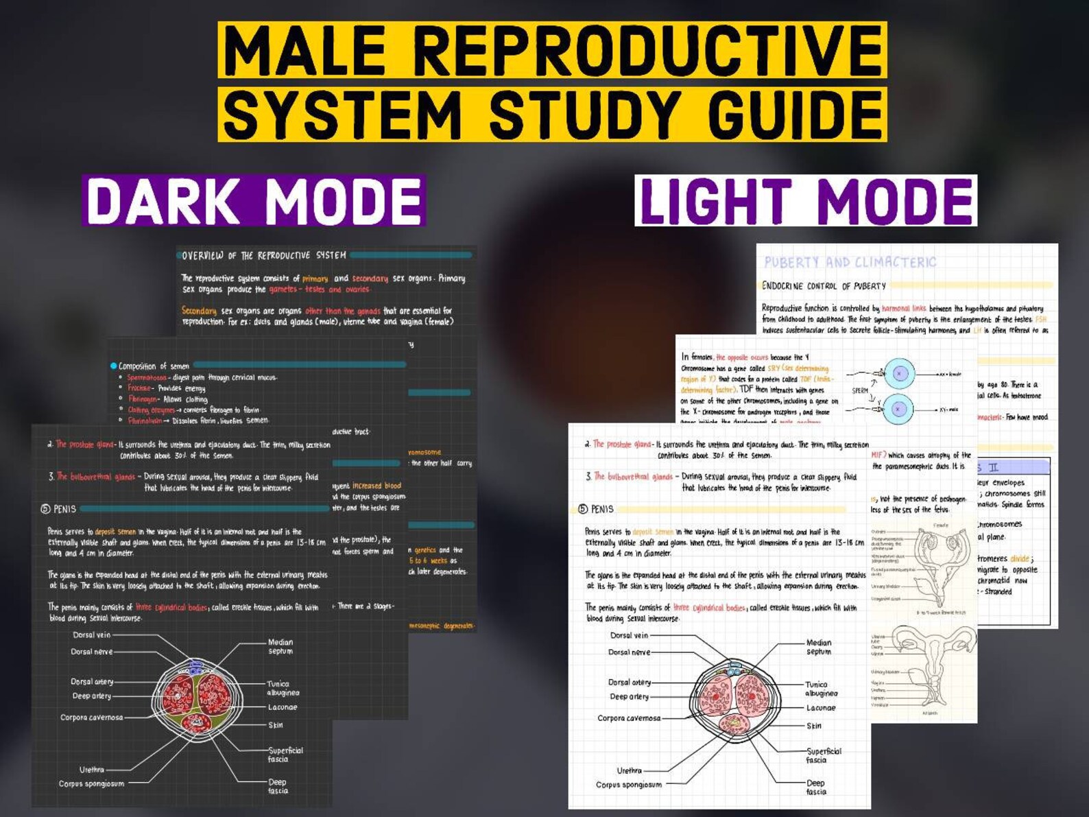 Nursing Complete Male Reproductive System Study Guide for - Etsy