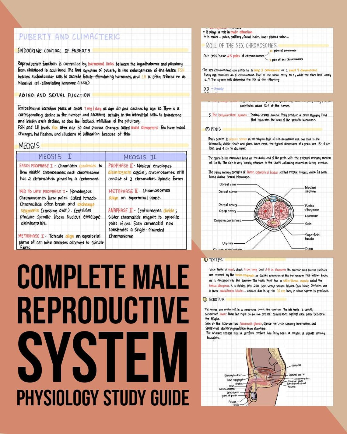 Nursing Complete Male Reproductive System Study Guide For | Etsy