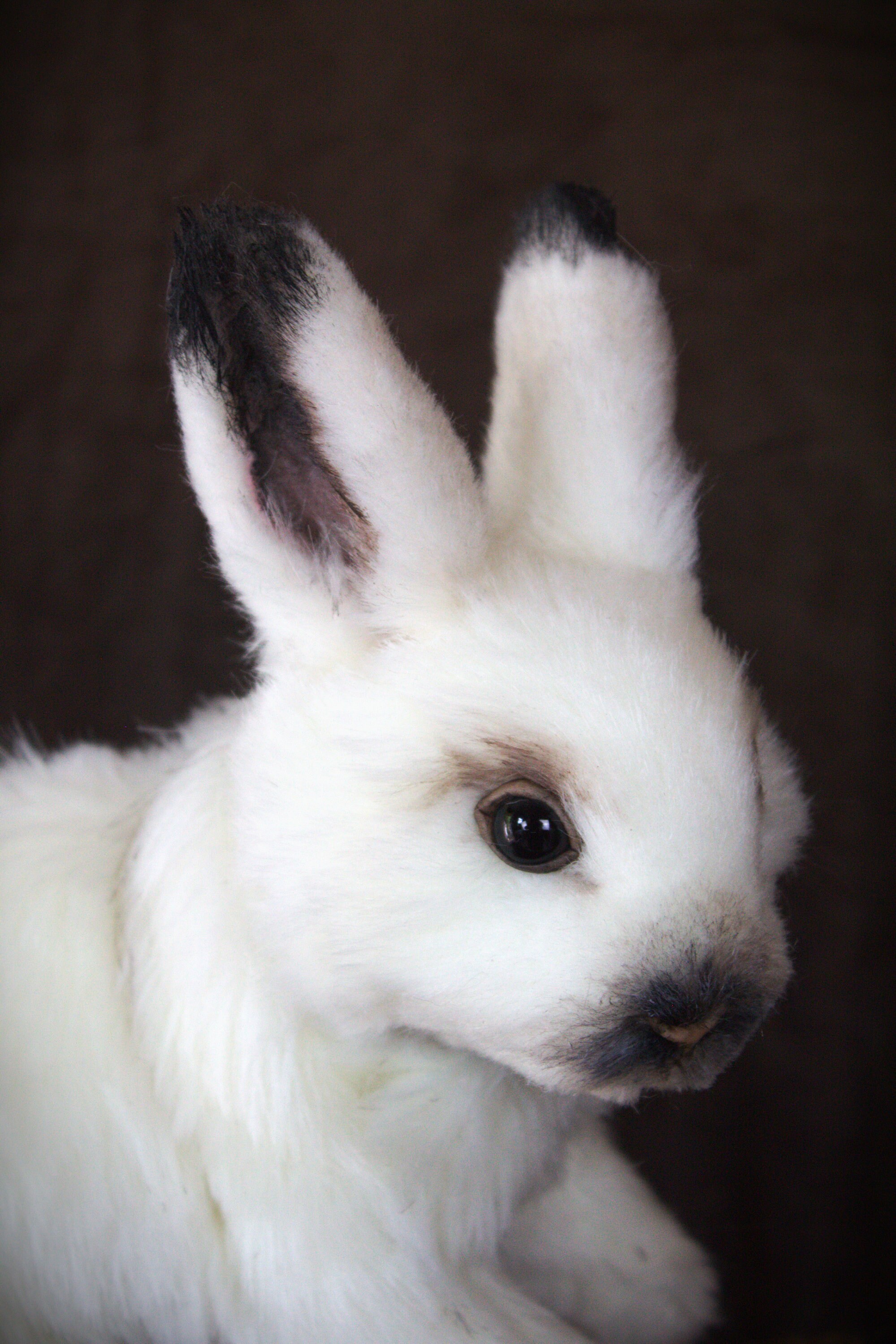 Handmade to Order / Realistic Artist Bunny Rabbit / Faux Fur / Life ...