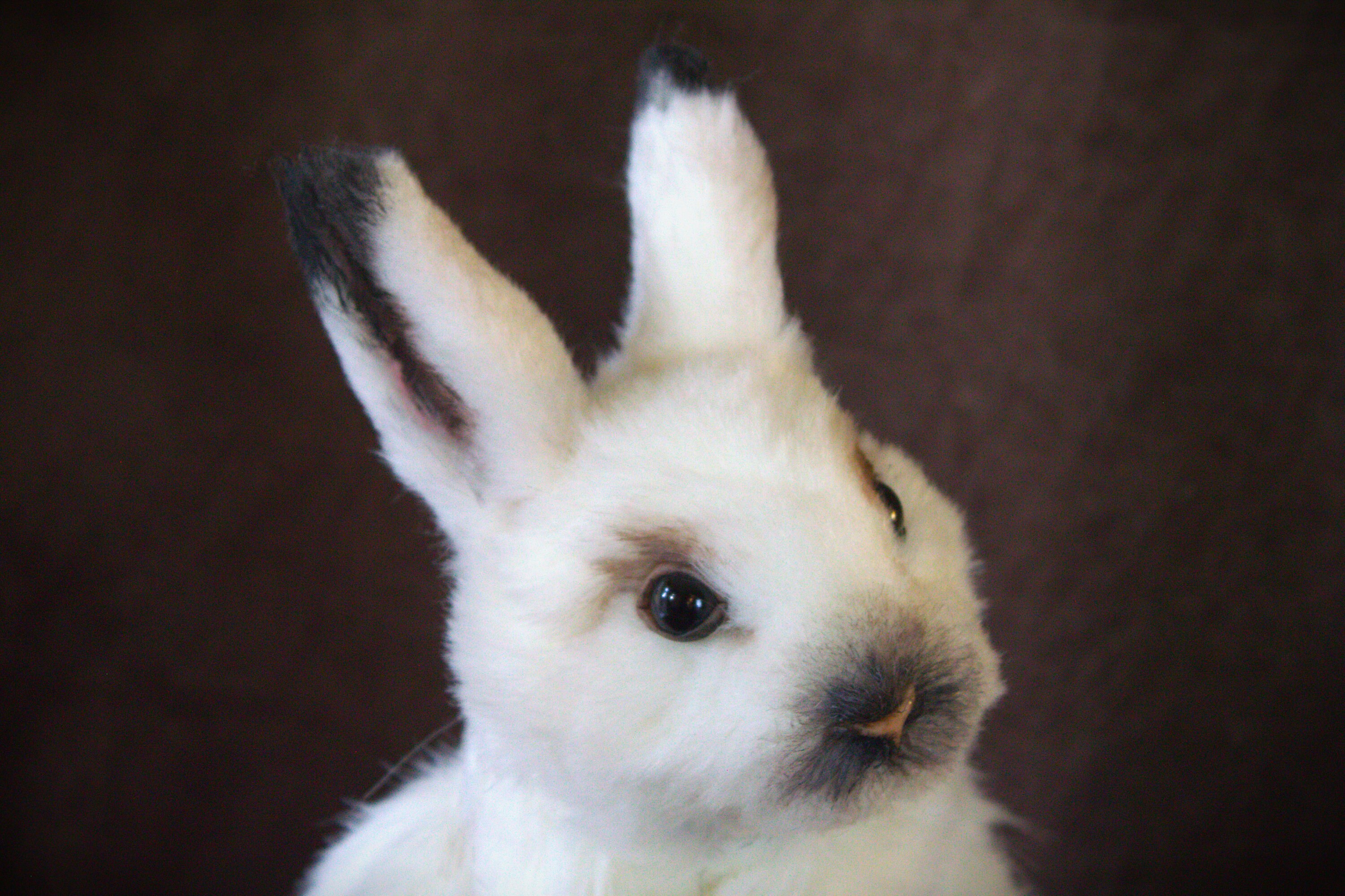 Handmade to Order / Realistic Artist Bunny Rabbit / Faux Fur / Life ...