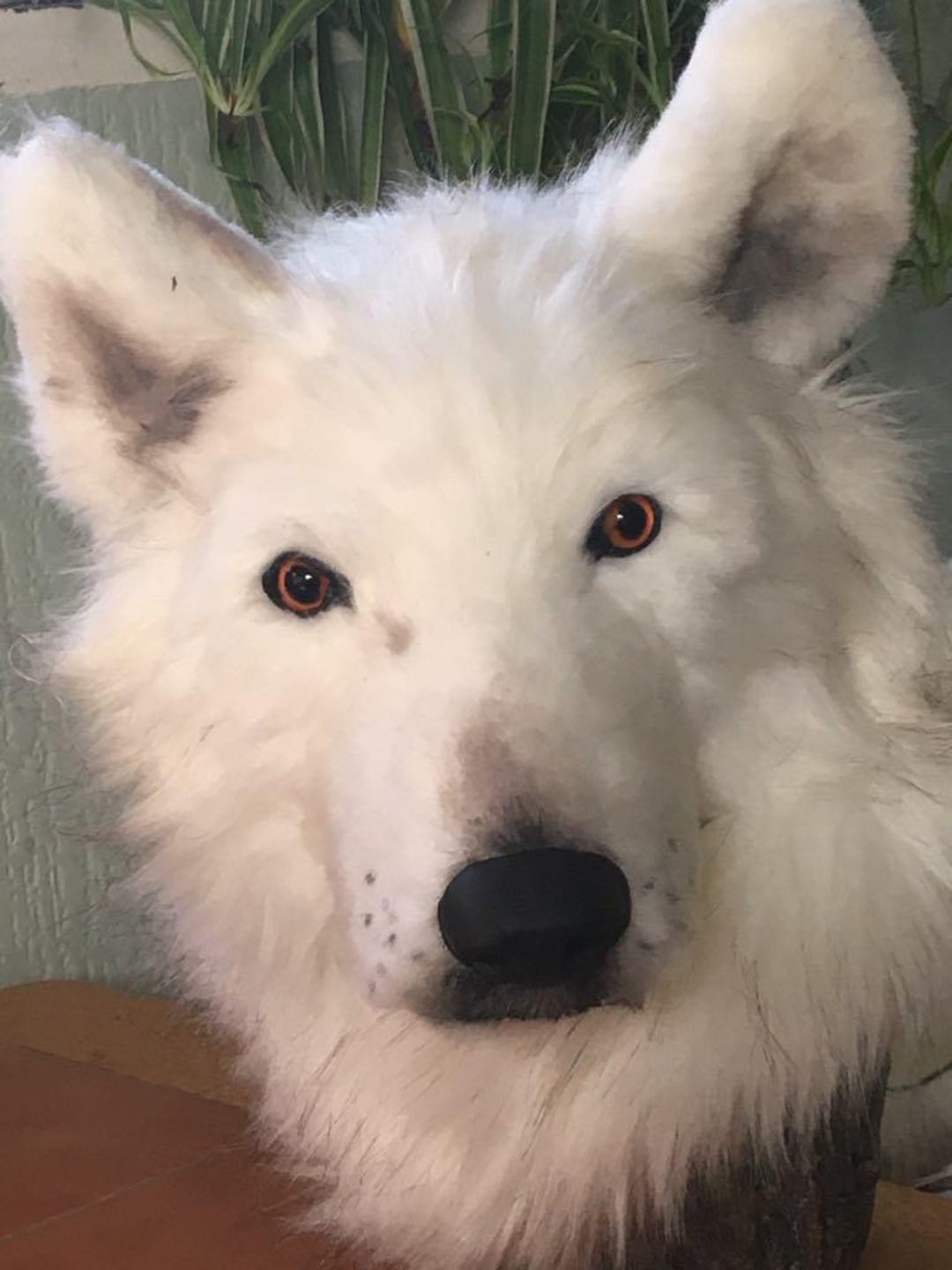 Realistic Large White Wolf Available Soon - Etsy