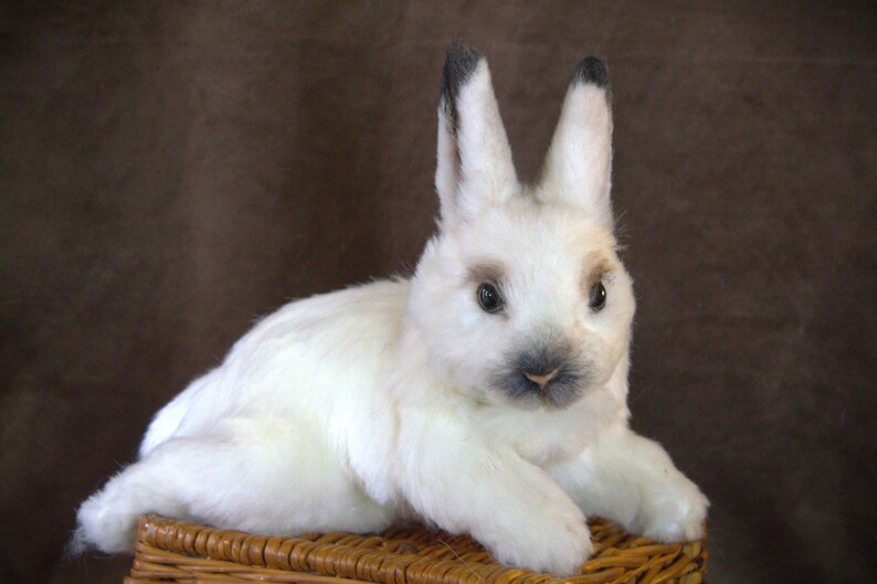 Handmade to Order / Realistic Artist Bunny Rabbit / Faux Fur / Life ...