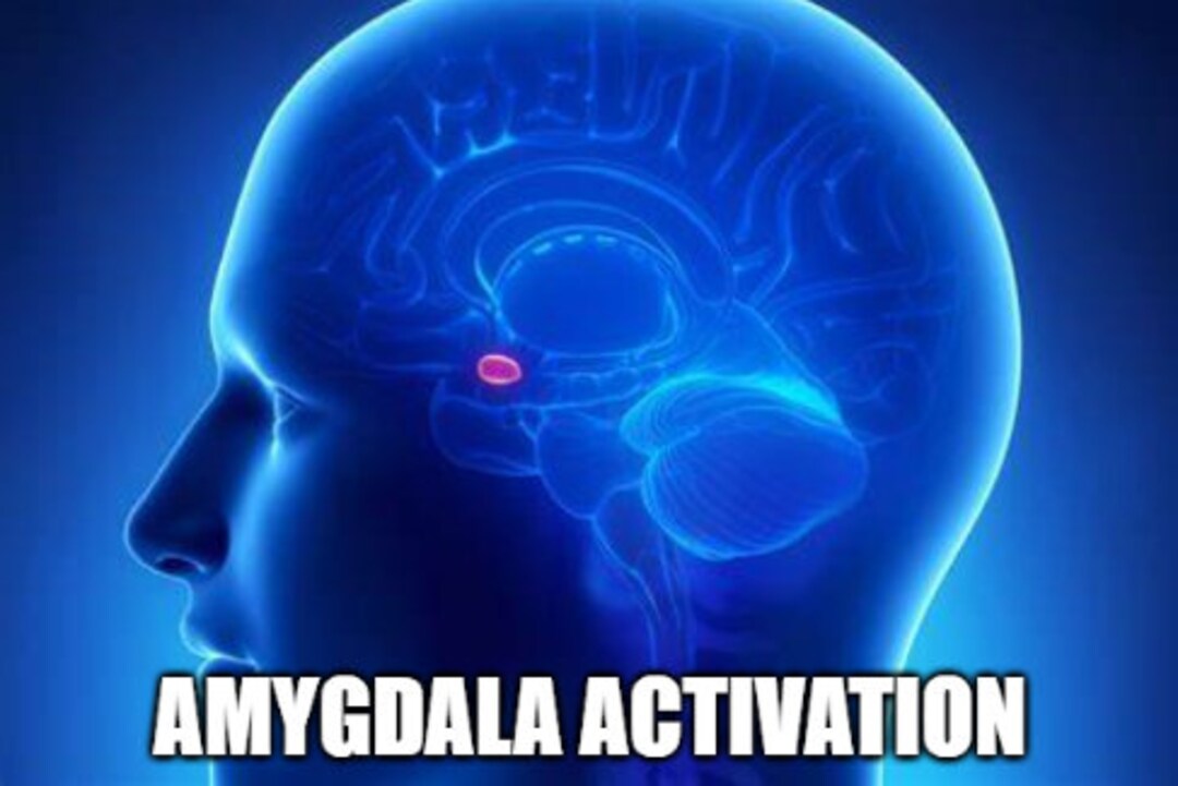 Amygdala Activation - Etsy