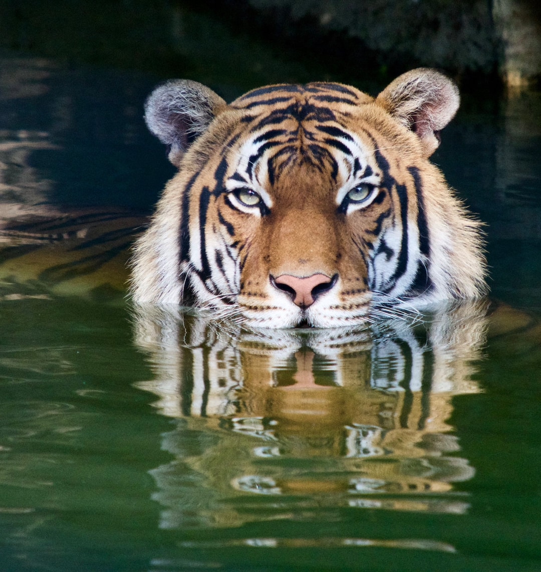 Malayan Tiger in Water - Etsy