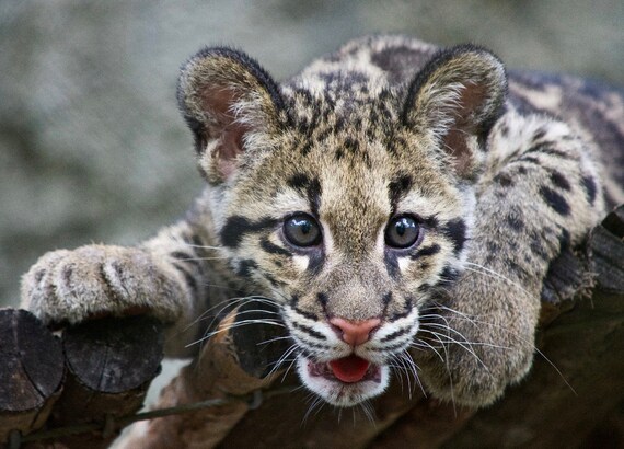 Clouded Leopard Cubs Cute