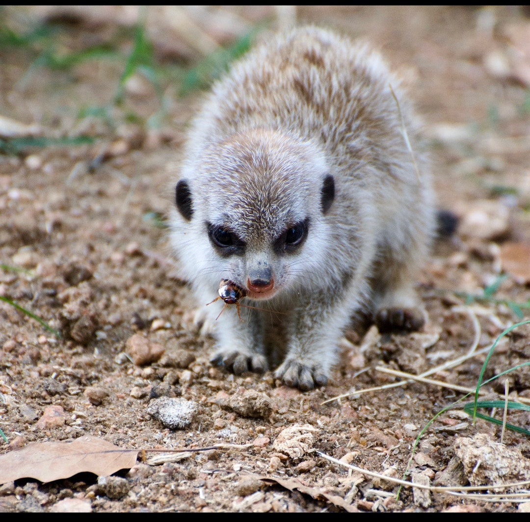 Meerkat Pup Eating a Roach - Etsy