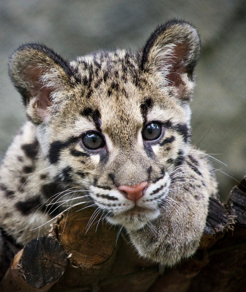 Clouded Leopard Cub Looking - Etsy