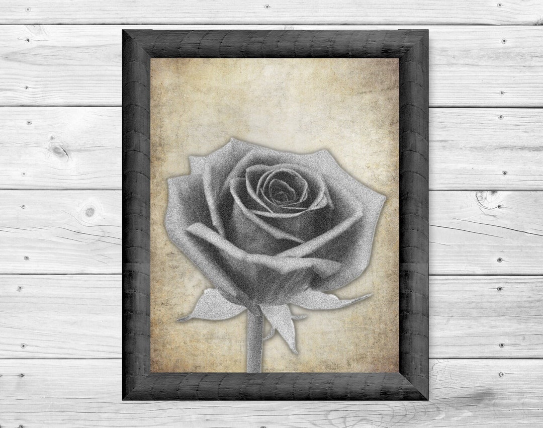 Rose Illustration Digital Art Rose Drawing Rose Print Design Rose ...