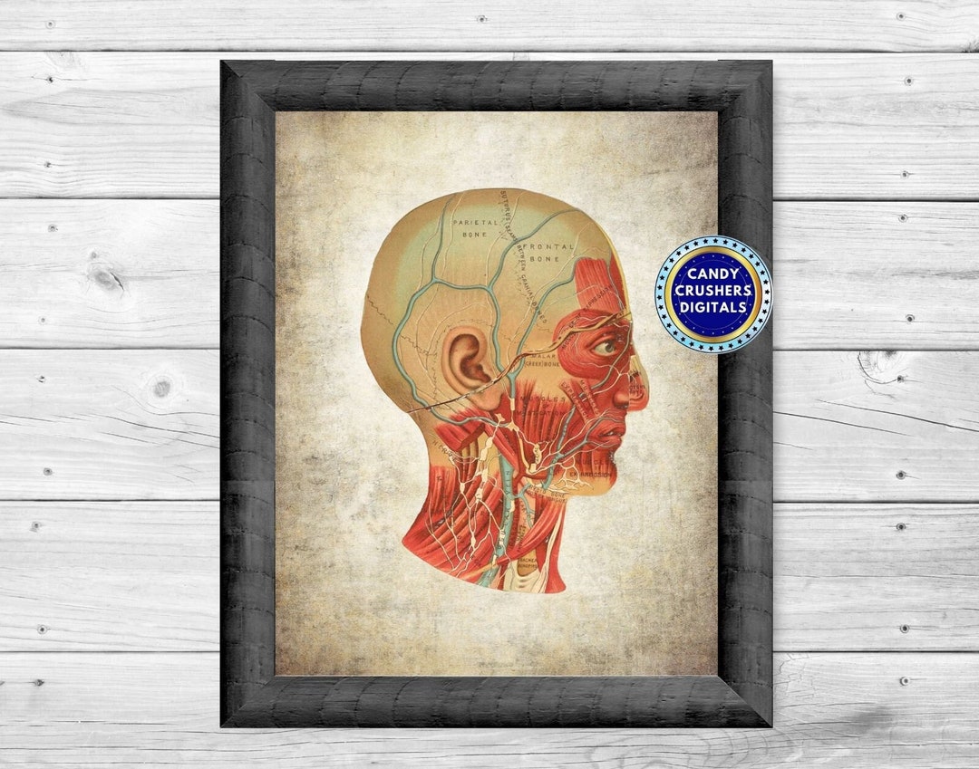 Anatomical Drawing Head - Anatomy Print - Anatomy Art - Structure ...