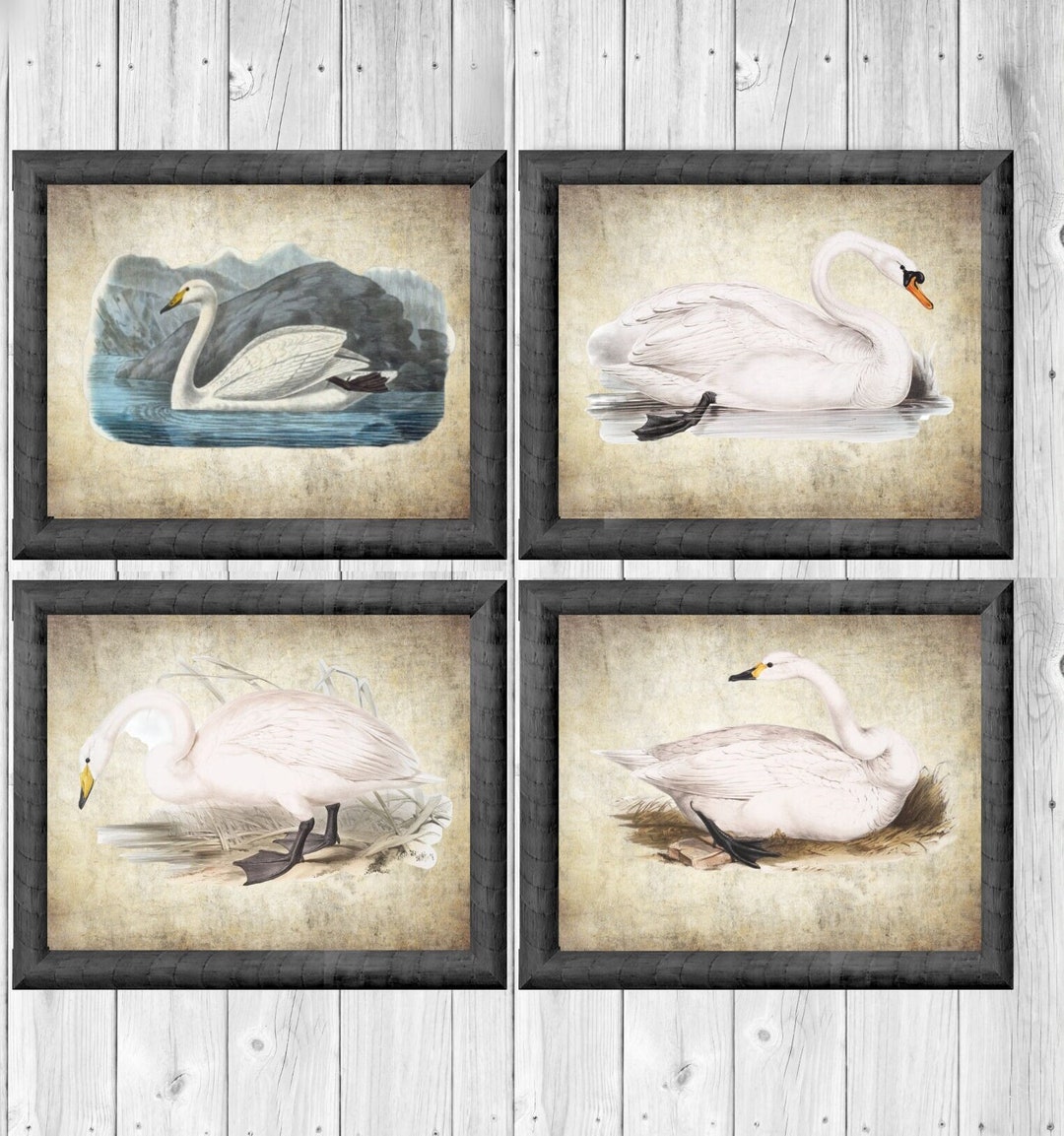 Set of 4 Swan Digital Prints Downloadable Swan Prints Swan Art Swan ...