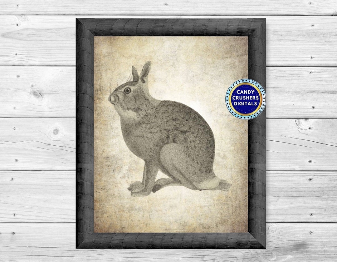 Rabbit Drawing - Rabbit Print - Rabbit Art - Rabbit Printing - Rabbit ...
