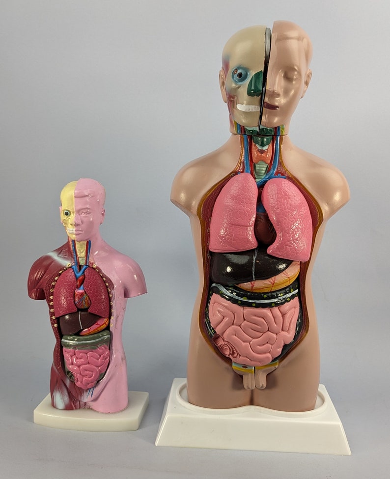 Vintage Male Torso Human Anatomical Model Anatomy Lab, 16.5 Tall Good Details Removable Brain ...