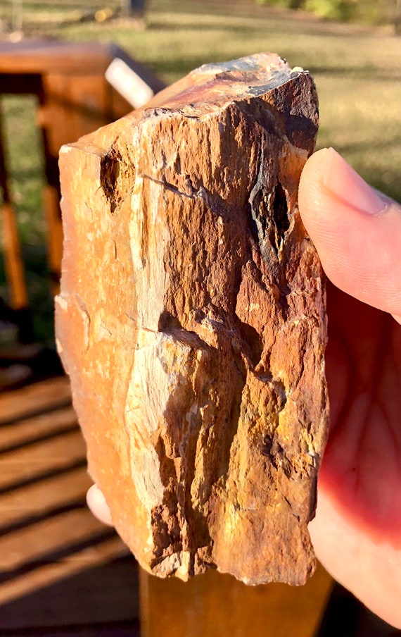 Tipos De Madera Petrificada Madera Petrificada Madera Fosilizada