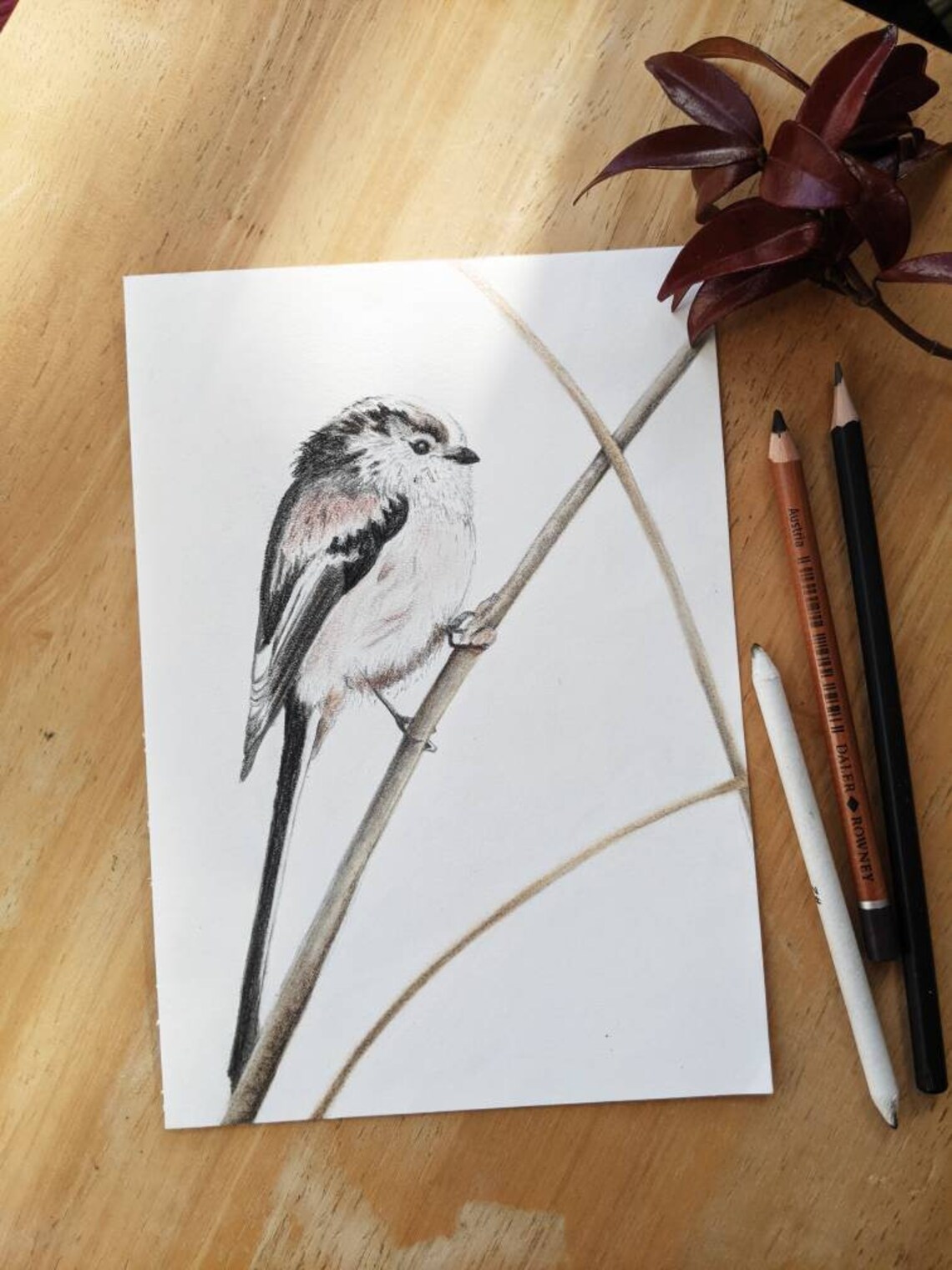 Long Tailed Tit Illustration Print A4 - Etsy